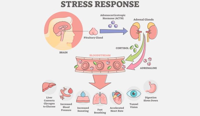 Come abbassare il cortisolo?