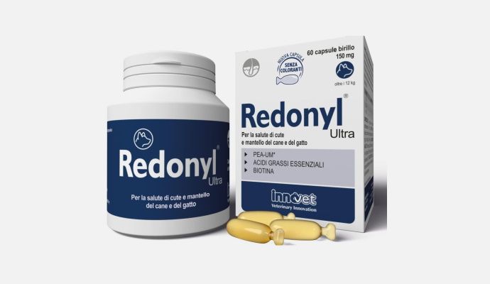 Allergie estive dei cani: cosa fare