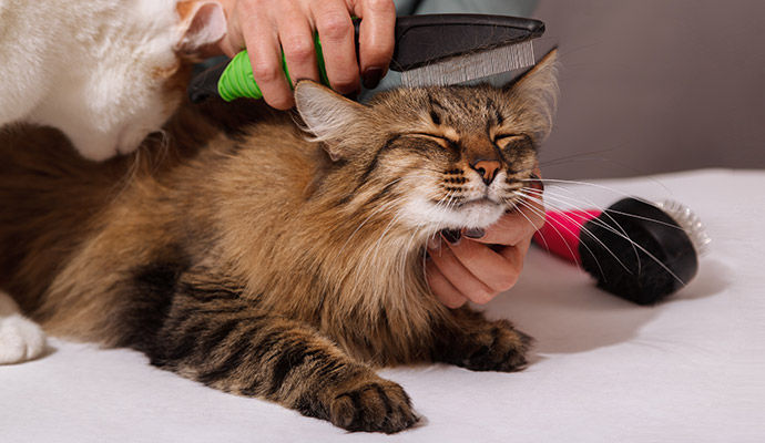 Gatto siberiano: pelo, igiene e alimentazione