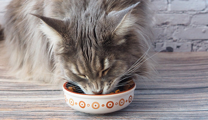 Gatto siberiano: pelo, igiene e alimentazione