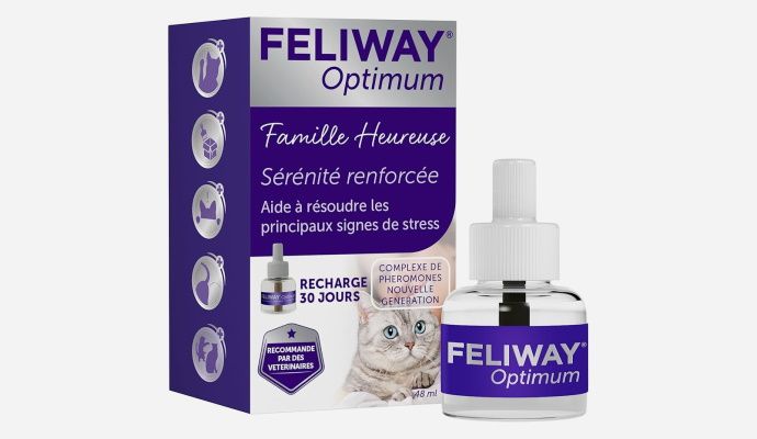 Stress nel gatto: come gestirlo