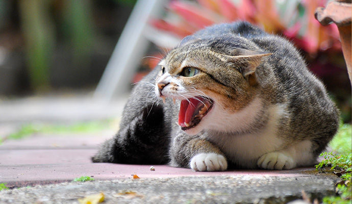 Stress nel gatto: come gestirlo