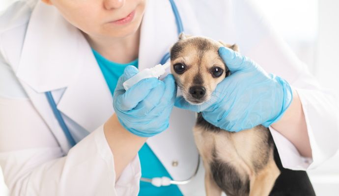 Otite nel cane: riconoscerla, capirne le cause, e curarla