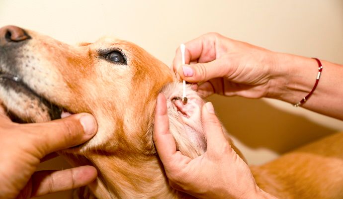Otite nel cane: riconoscerla, capirne le cause, e curarla