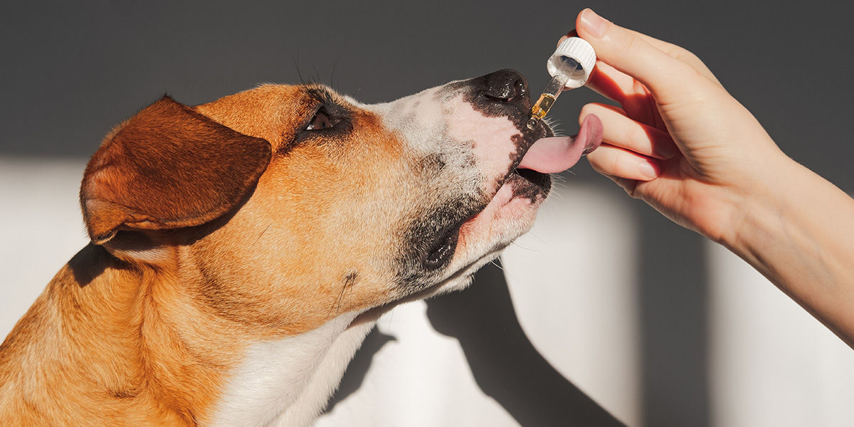Integratori per il pelo del cane: quali scegliere